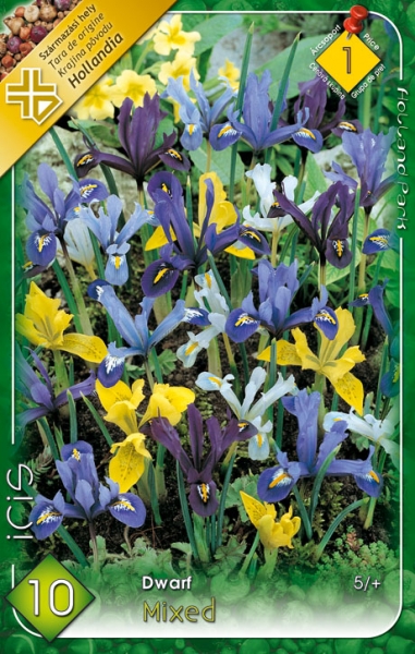 Iris Reticulata mixed / Sziklakerti írisz (törpe) színkeverék 10 db ...